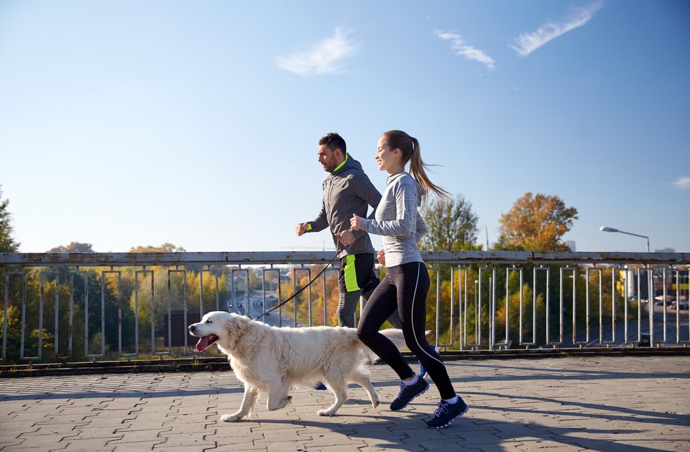 The 10 Best Dog Leashes for Running: A Buying Guide for Active Owners ...
