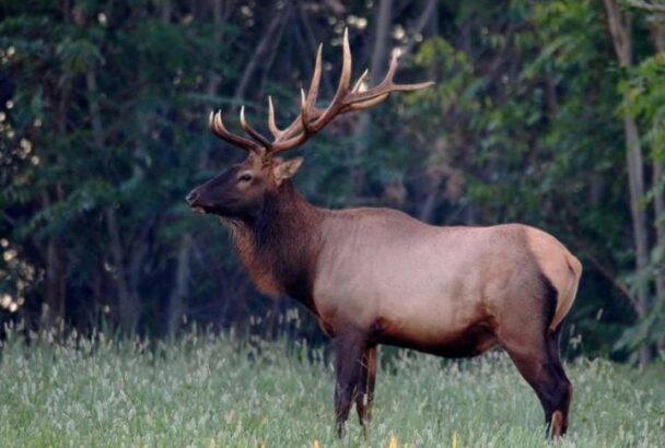 Top 15 States with Highest Elk Populations - Housely