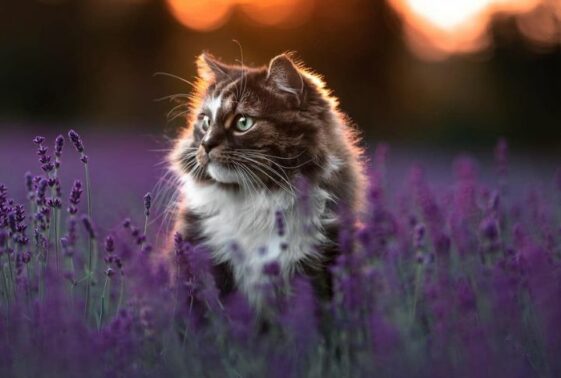 The Rarest Cat Colors & Patterns - Housely