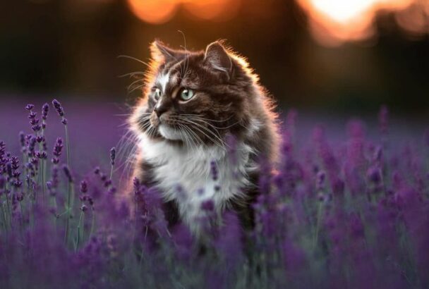 The Rarest Cat Colors & Patterns - Housely