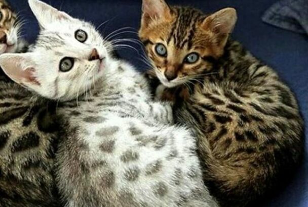 The Rarest Cat Colors & Patterns - Housely