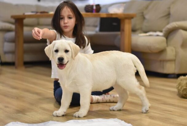 Top 15 Safest Family Dog Breeds - Housely