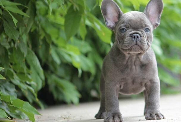 Top 15 Safest Family Dog Breeds - Housely