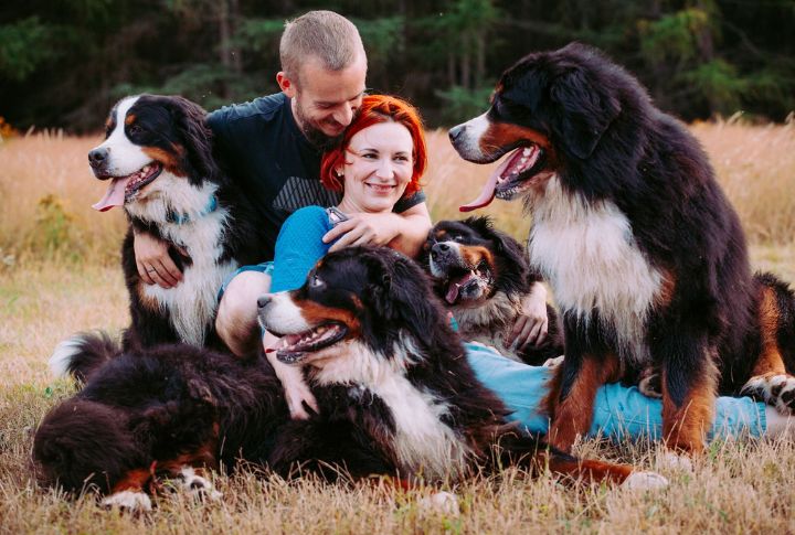 15 Dog That Are Quiet, Calm, and Friendly - Housely