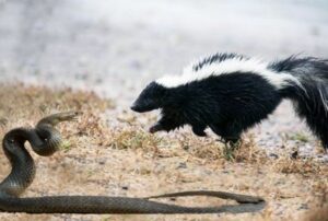 15 Not-So-Stinky Facts About Skunks - Housely