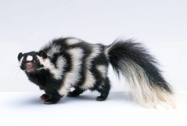 15 Not-So-Stinky Facts About Skunks - Housely