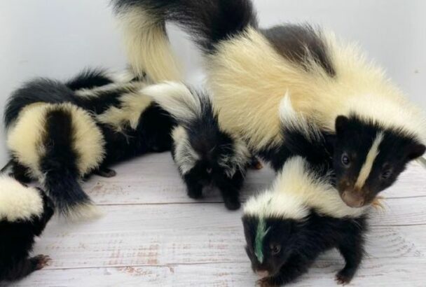 15 Not-So-Stinky Facts About Skunks - Housely