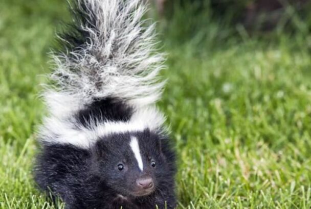 15 Not-So-Stinky Facts About Skunks - Housely