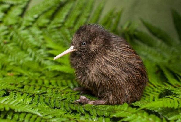15 Amazing Bird Facts - Housely