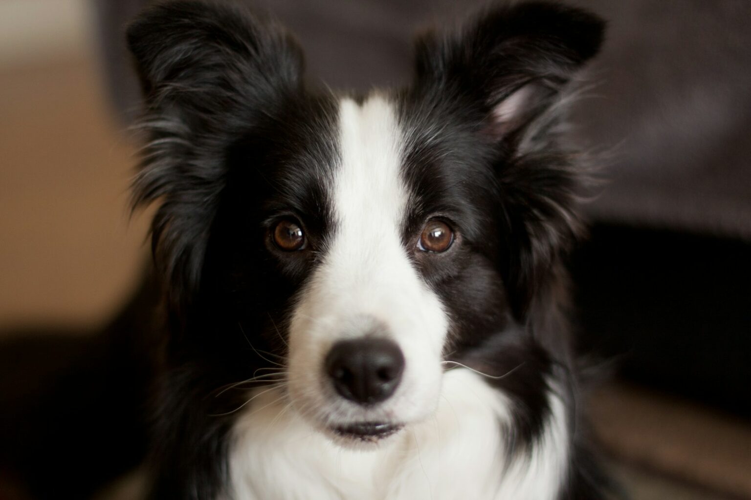 15 Best Types of Suburb Dog Breeds - Housely