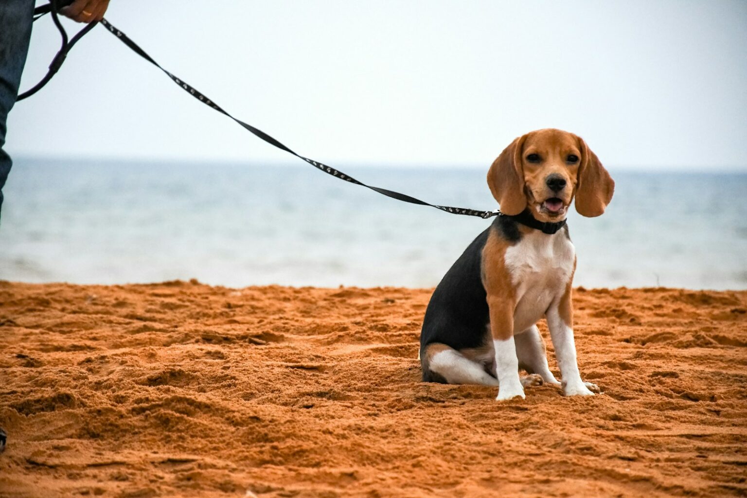 15 Best Types of Suburb Dog Breeds - Housely