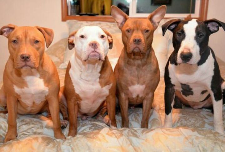 The Types of Pitbull Breeds (Including The Rare Ones) - Housely