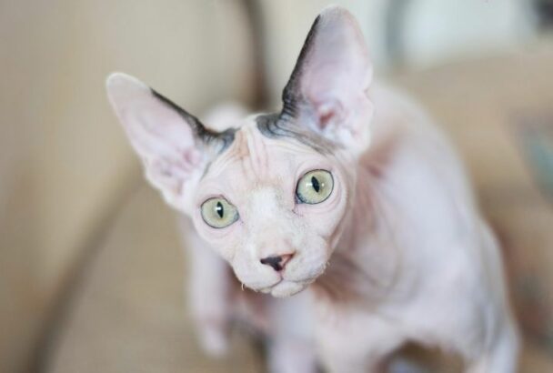 15 Cat Breeds That Don't Shed - Housely