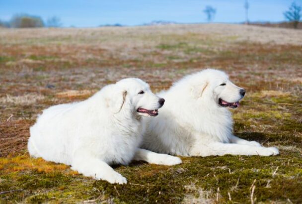 Great Pyrenees – What To Know About The Mountain Dog - Housely