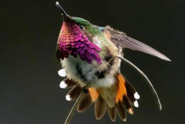 15 Animals with Incredible Speed - Housely