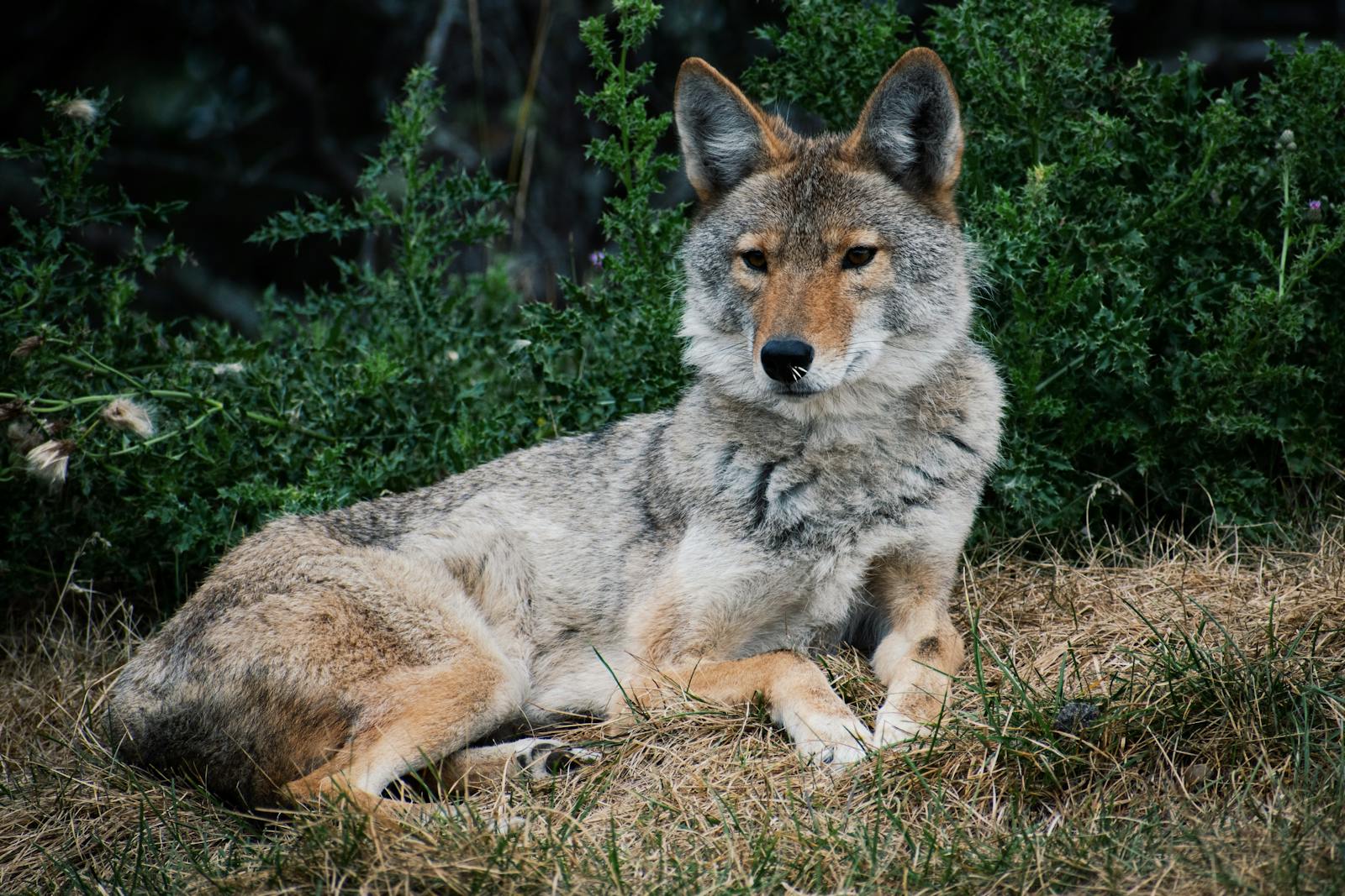 15 Cool Facts About Coyotes - Housely