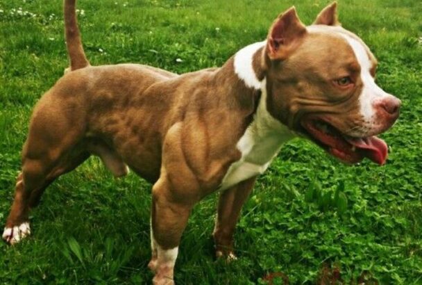 The 12 Types of Pitbull Breeds, Including The Rare Ones - Housely