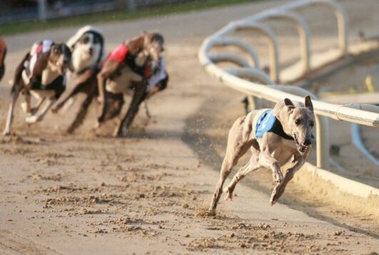 15 Animals with Incredible Speed - Housely