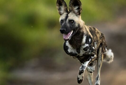 15 Animals with Incredible Speed - Housely