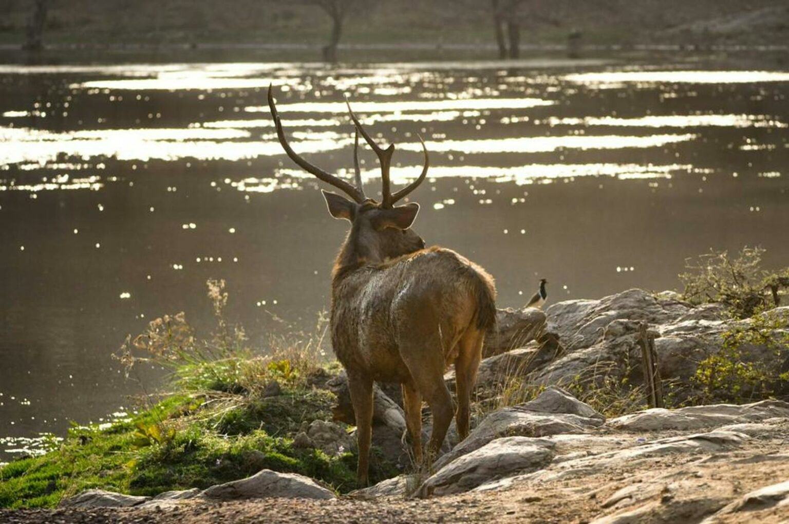 15 Surprising Facts About Reindeer - Housely