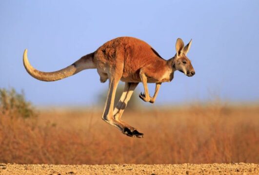 15 Animals with Incredible Speed - Housely