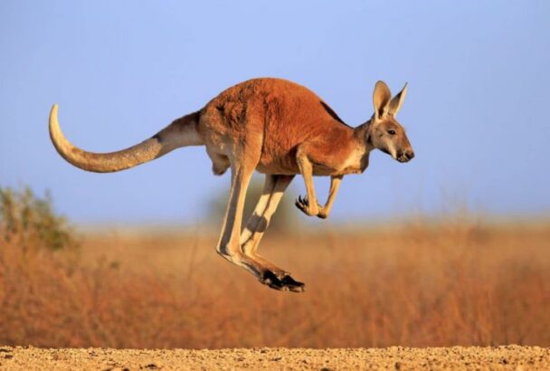 15 Animals with Incredible Speed - Housely