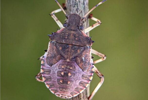 15 Must-Know Facts About Stink Bugs - Housely