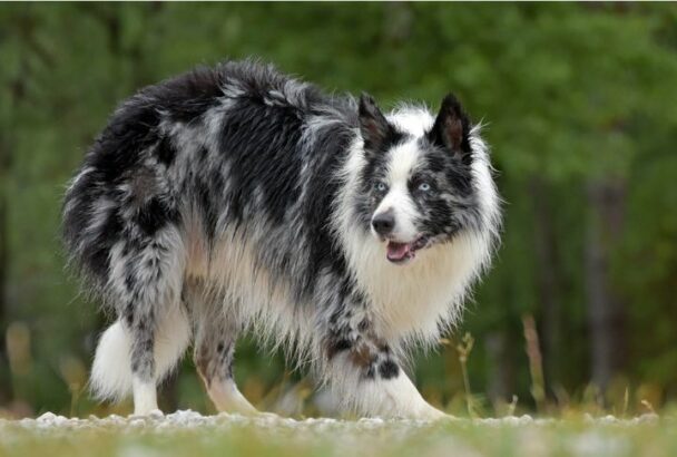 15 Dogs That Shaped the American Frontier - Housely