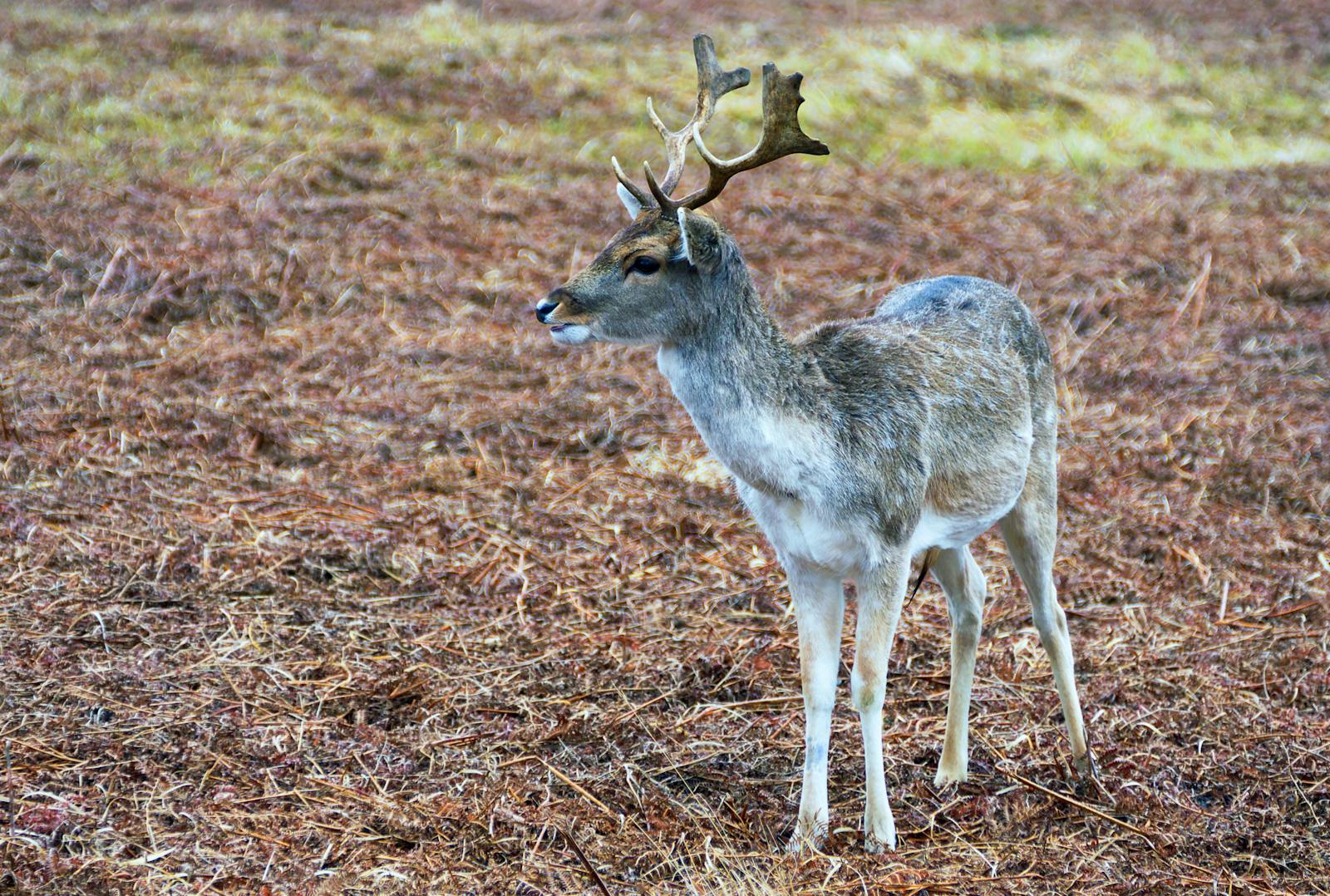 15 Surprising Facts About Reindeer - Housely