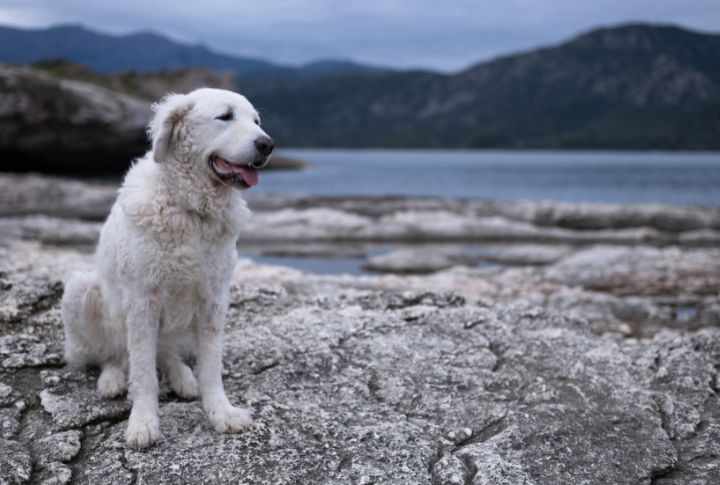 Great Pyrenees – What To Know About The Mountain Dog - Housely