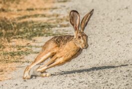 15 Animals with Incredible Speed - Housely