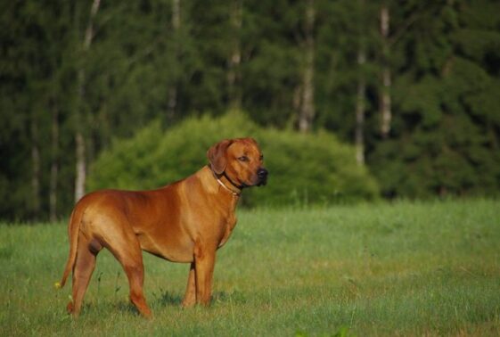 15 Dogs That Shaped the American Frontier - Housely