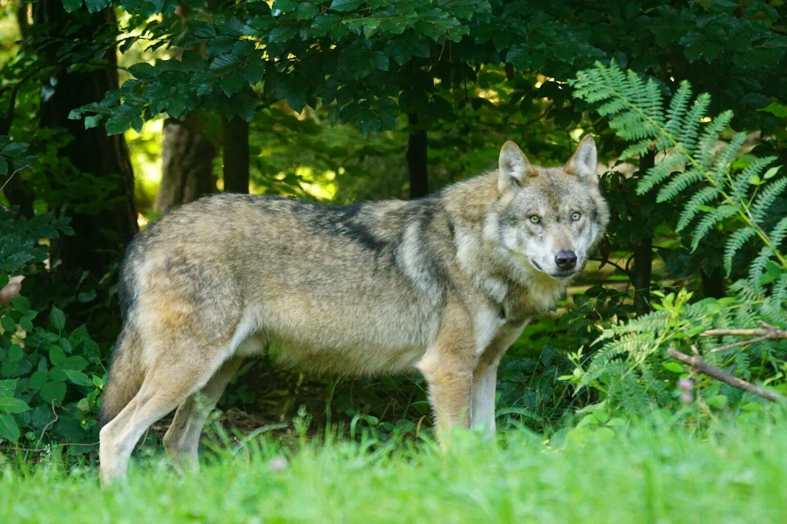 30 Interesting Facts About Wolves - Housely