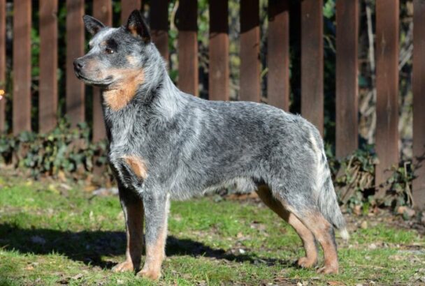 15 Dogs That Shaped the American Frontier - Housely