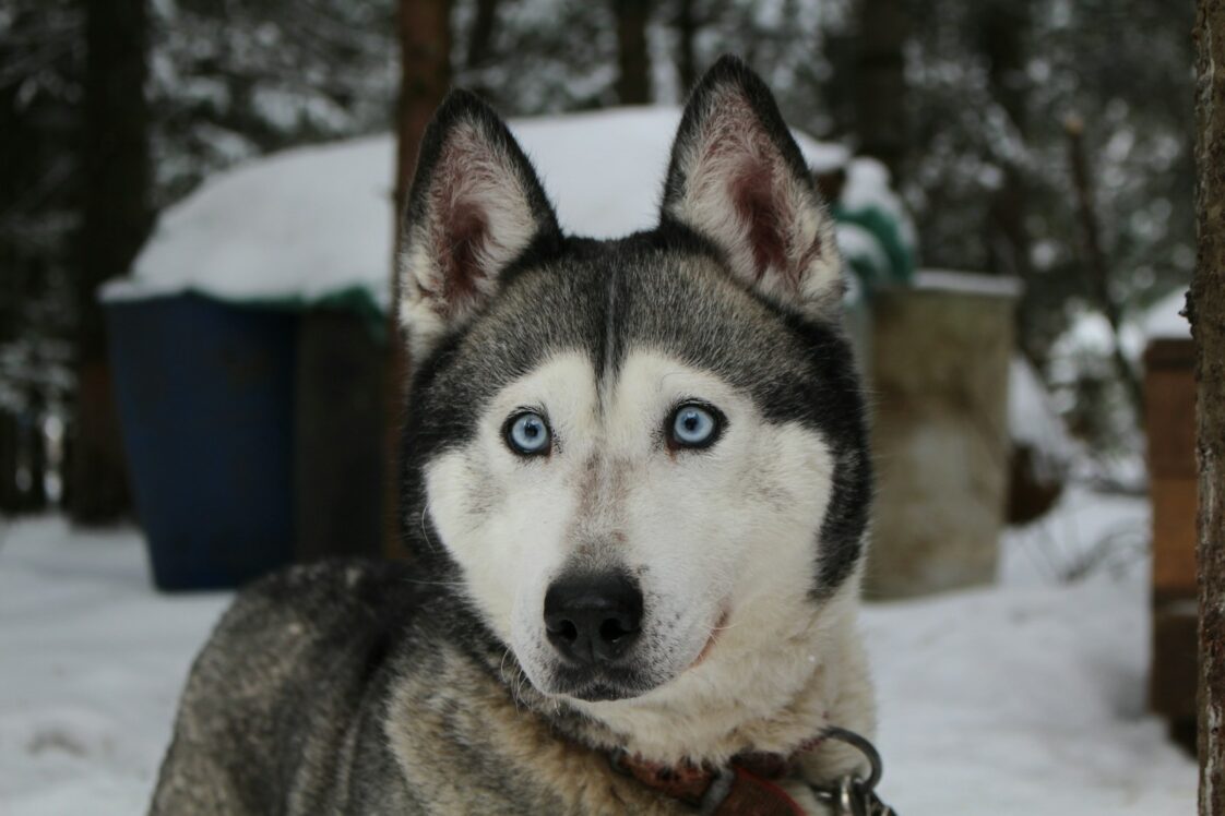 10 Incredible Siberian Husky Facts - Housely