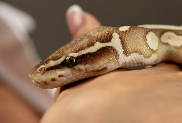 How to Handle a Snake Bite - Housely