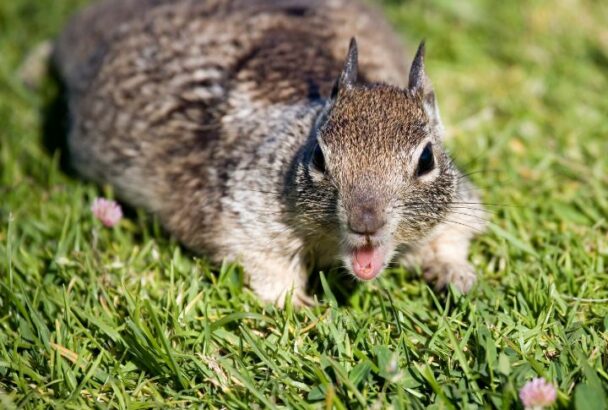 15 Mammals Humans Dislike the Most - Housely