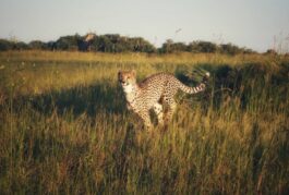 15 Animals with Incredible Speed - Housely