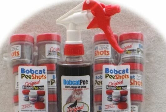 15 Scents To Repel Chipmunks and Squirrels - Housely