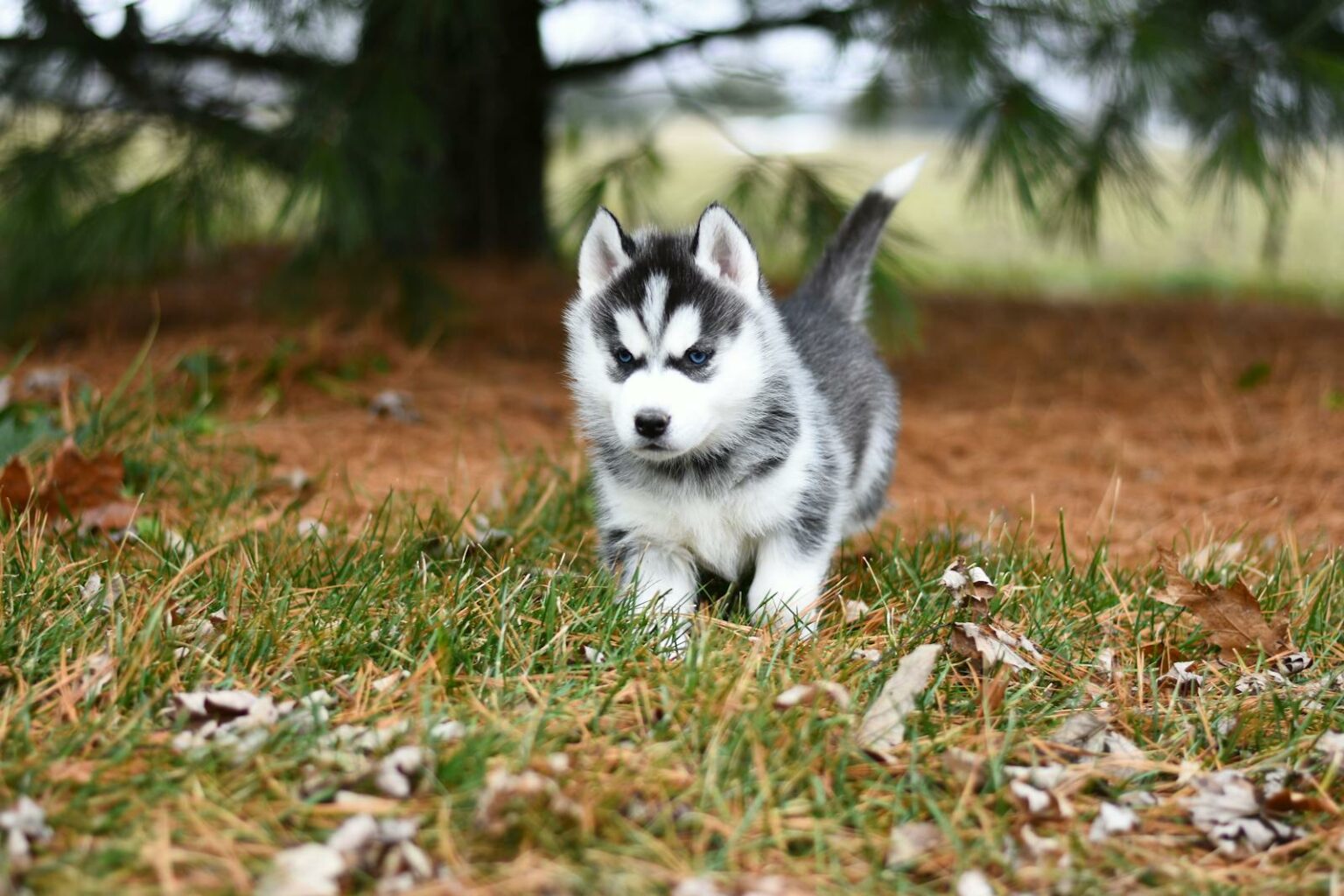 10 Incredible Siberian Husky Facts - Housely