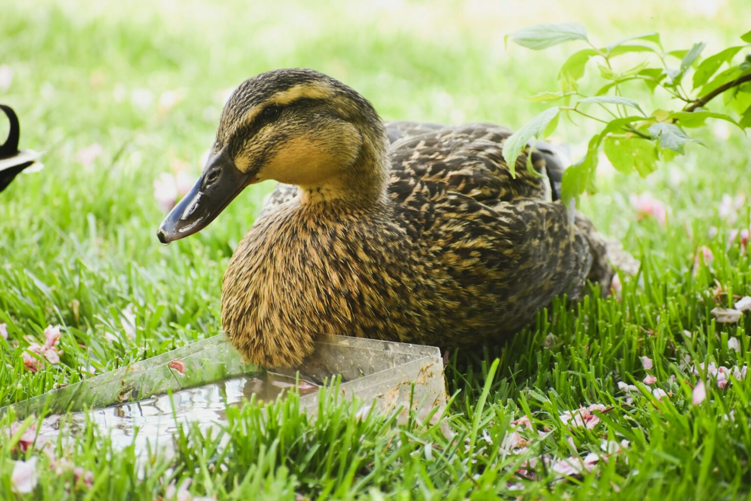 10 Interesting Facts About Ducks - Housely