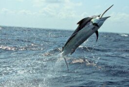 15 Animals with Incredible Speed - Housely