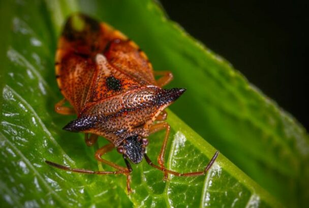 15 Must-Know Facts About Stink Bugs - Housely