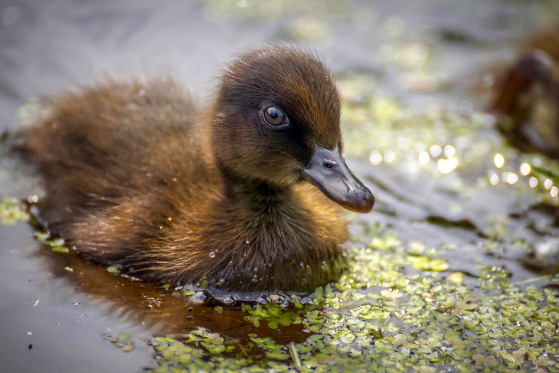 10 Interesting Facts About Ducks - Housely