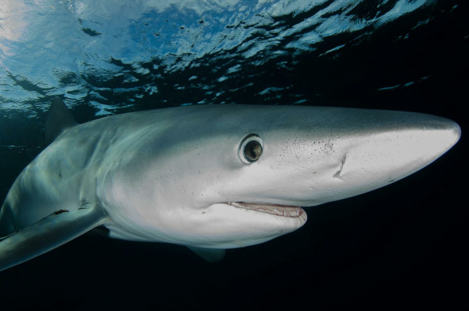 15 Amazing Facts About Sharks - Housely