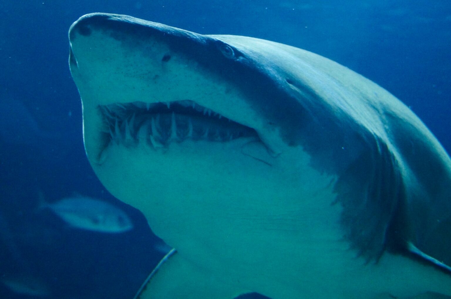 15 Amazing Facts About Sharks - Housely