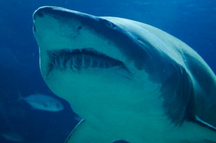 15 Amazing Facts About Sharks - Housely