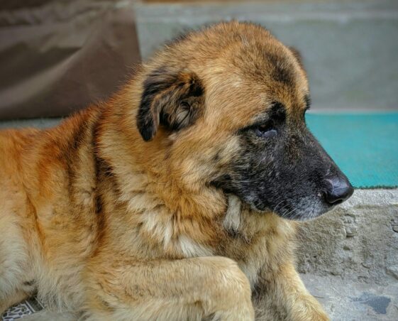 15 Signs Your Dog Is Scared of You - Housely