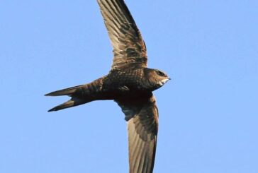 15 Animals with Incredible Speed - Housely