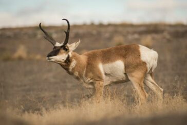 15 Animals with Incredible Speed - Housely